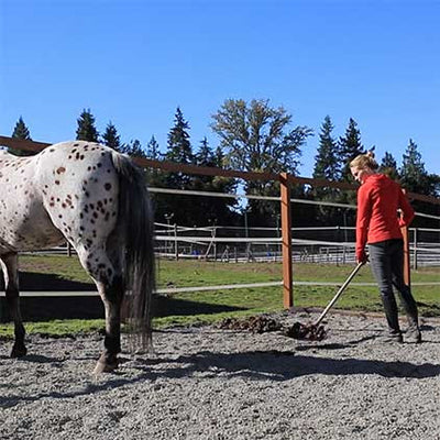 The Complete Guide to Horse Paddock Footing and Designing a Dry Lot fo